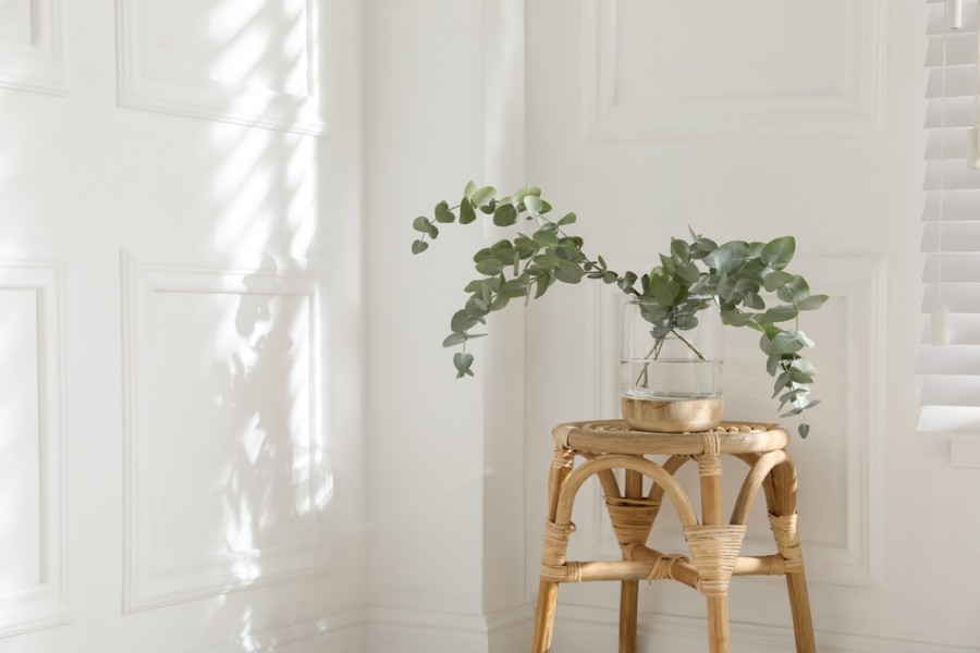 Bouture eucalyptus : comment multiplier vos plantes Bouture eucalyptus : comment multiplier vos plantes