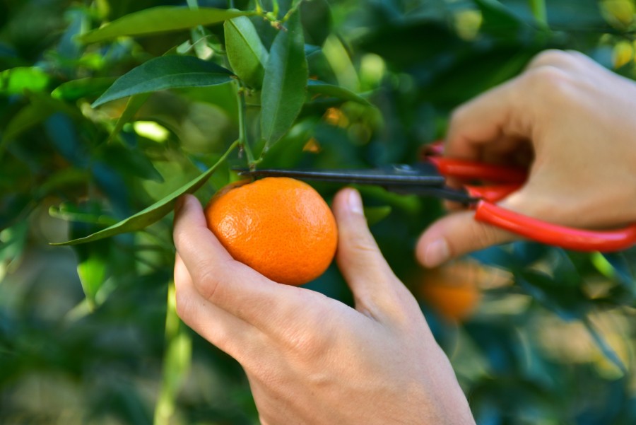 Comment réussir la bouture de l'oranger du Mexique