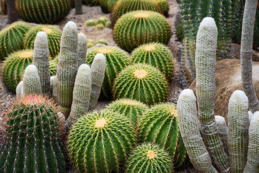 Jardin de cactus : comment faire
